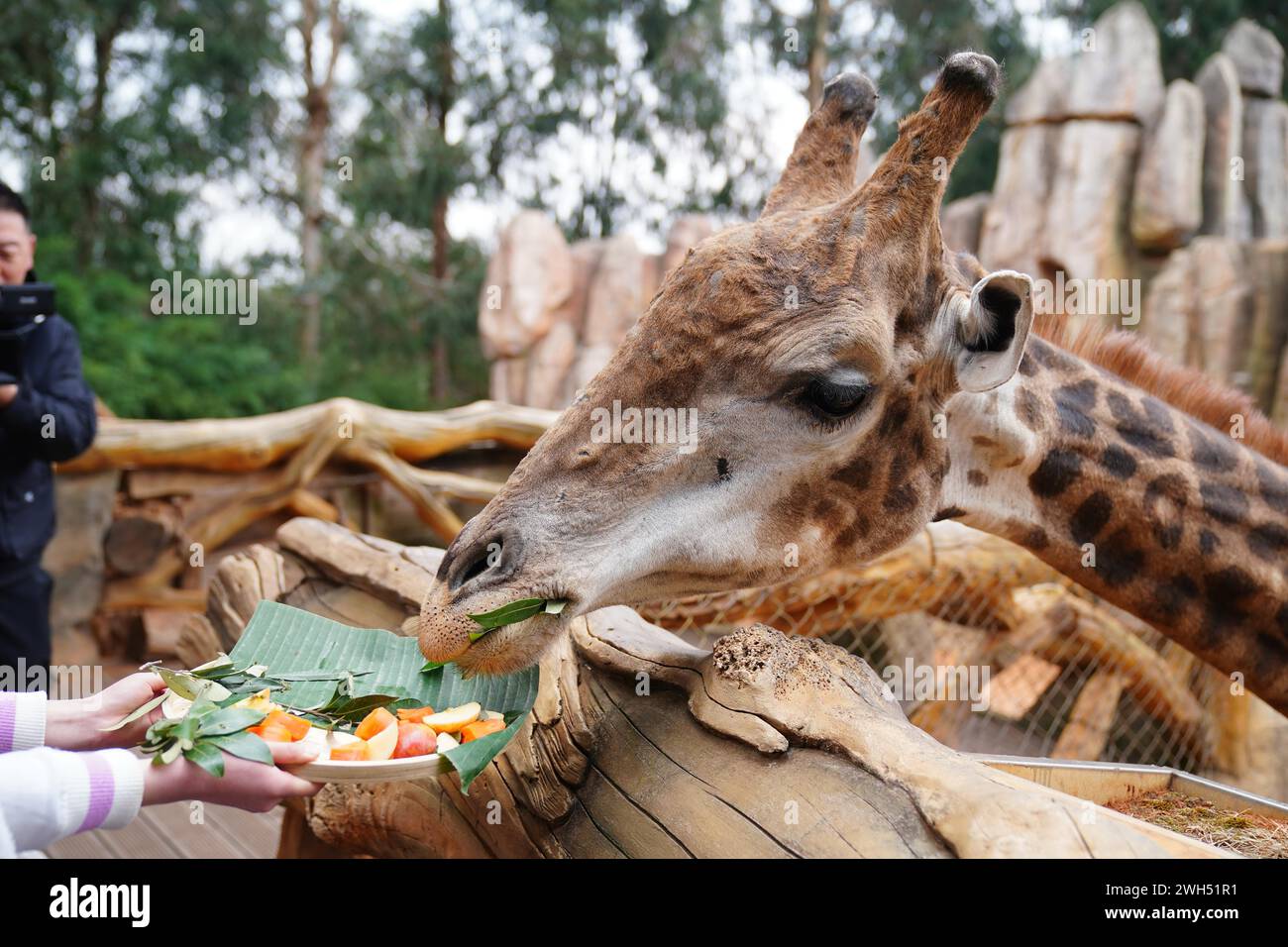 **CHINESE MAINLAND, HONG KONG, MACAU AND TAIWAN OUT** Animals enjoy ...