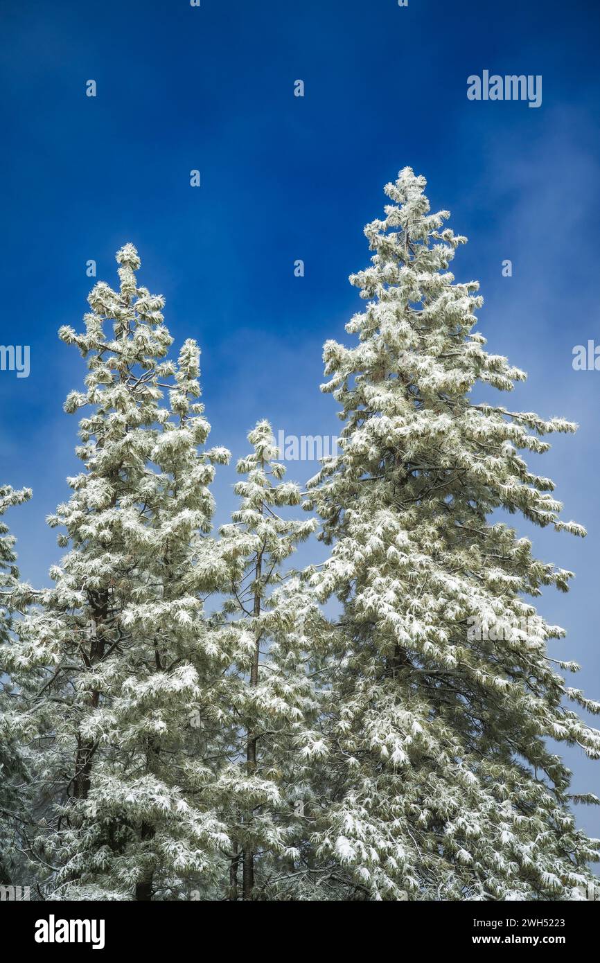 Snow flocked pine tree hi-res stock photography and images - Alamy
