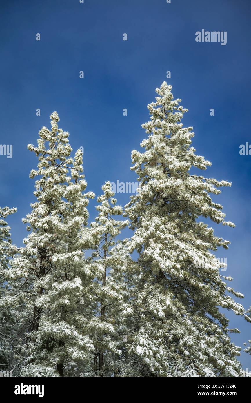Snow flocked pine tree hi-res stock photography and images - Alamy