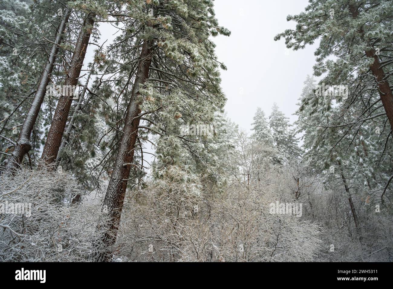 Ponderosa pine trees hi-res stock photography and images - Alamy