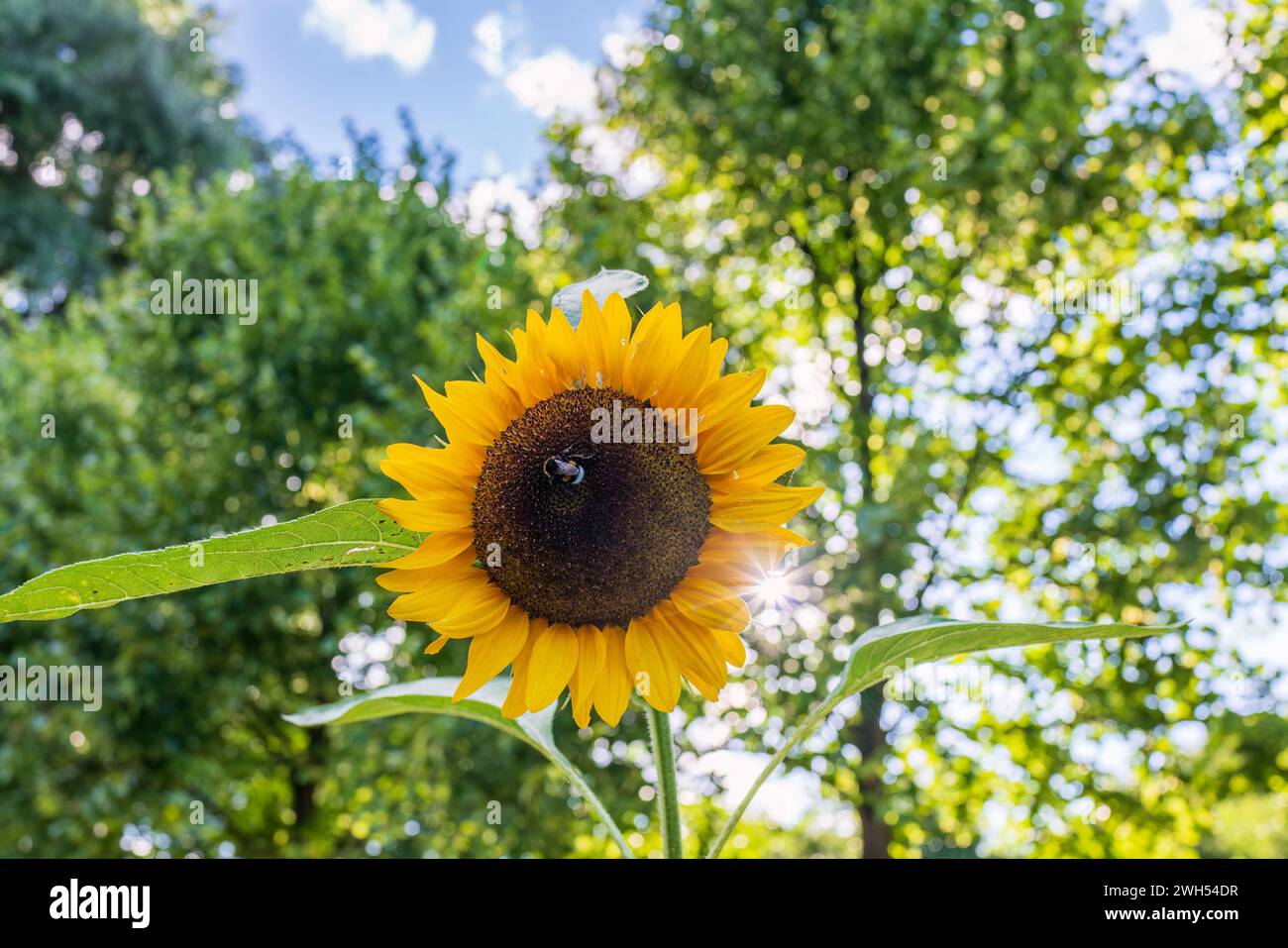 Setting sun over field of blooming sunflowers. Bright photo of ...