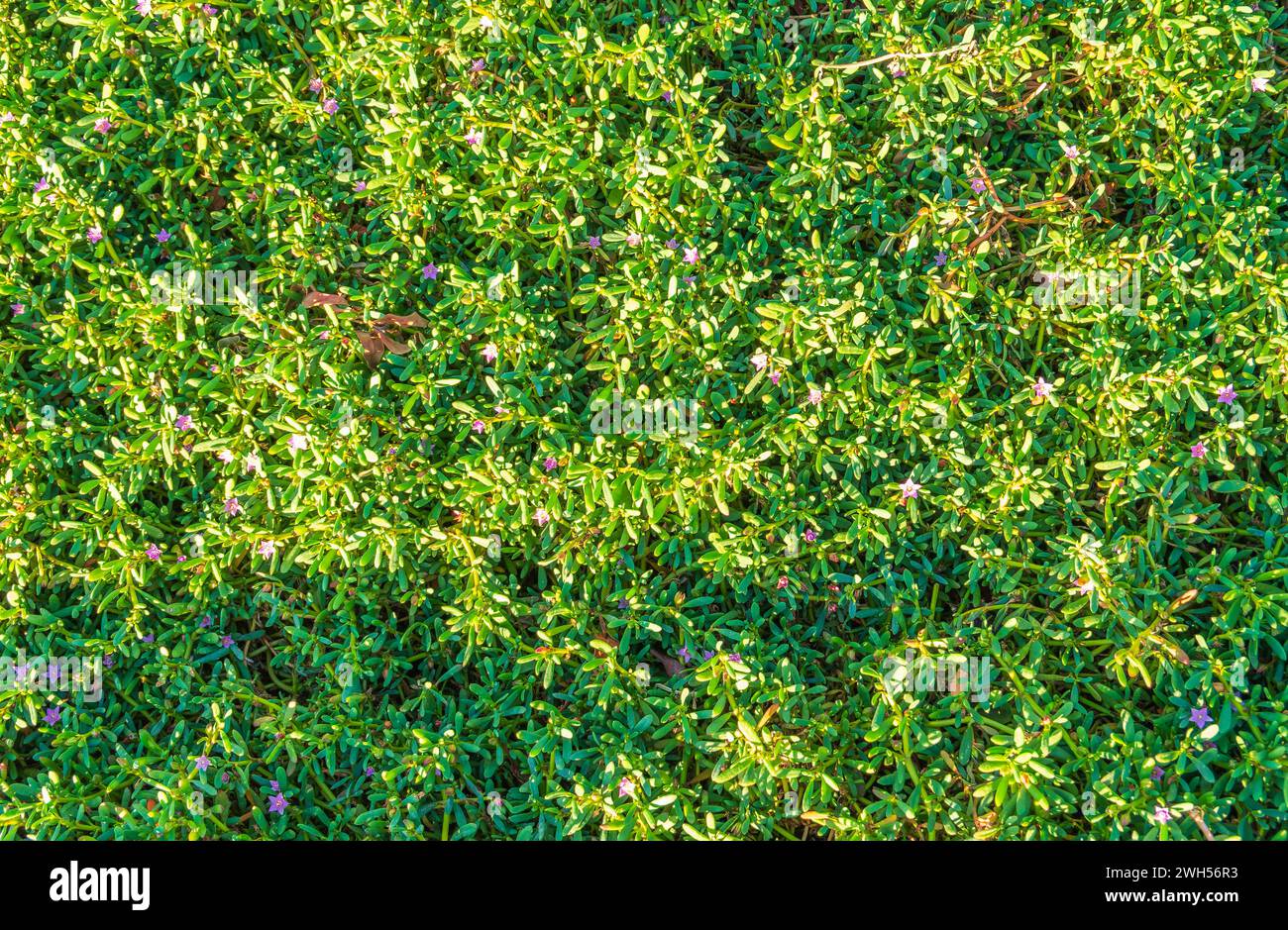 Sesuvium verrucosum is a species of flowering plant in the family ...