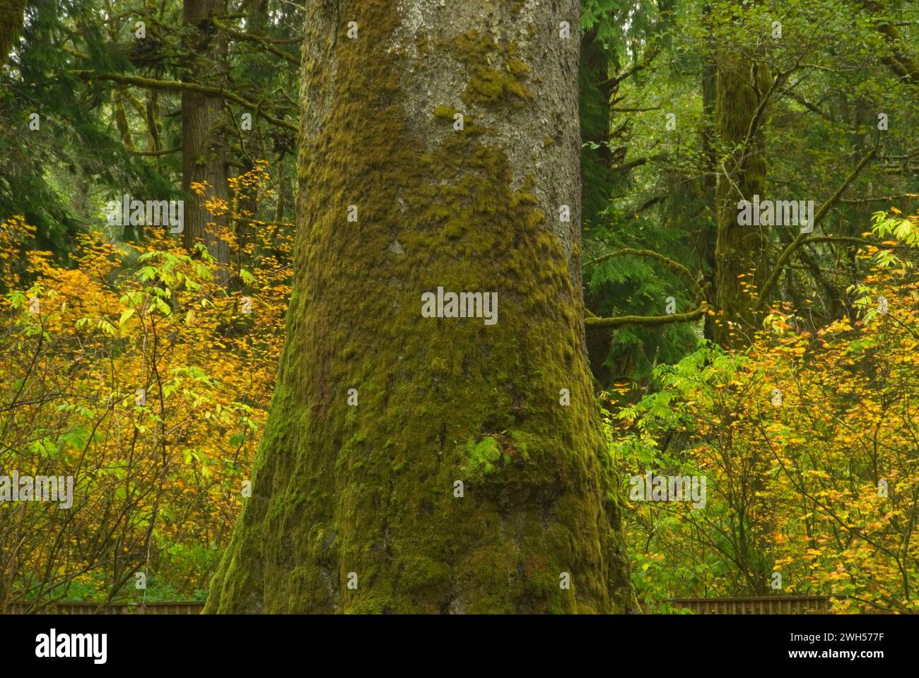 Klootchy spruce, World's largest Sitka spruce (Picea sitchensis ...
