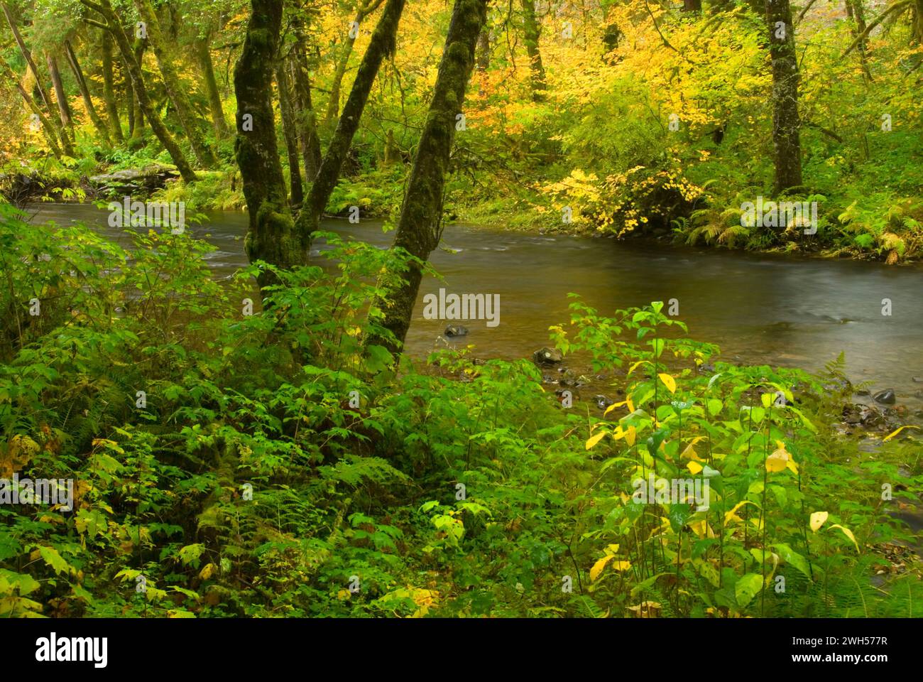 Humbug creek hi-res stock photography and images - Alamy