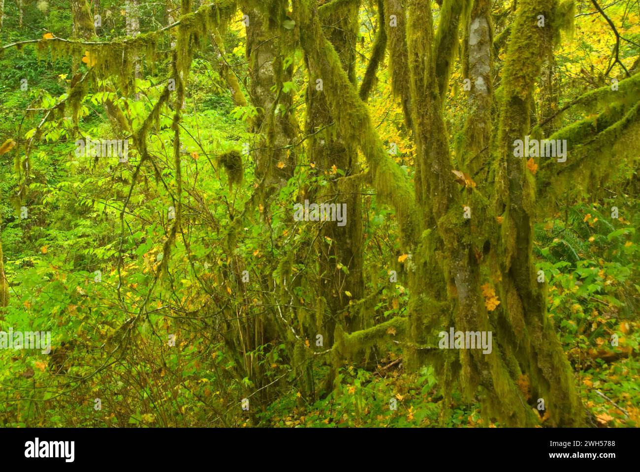 Vine maple trunks along Bloom Lake Trail, Clatsop State Forest, Oregon ...