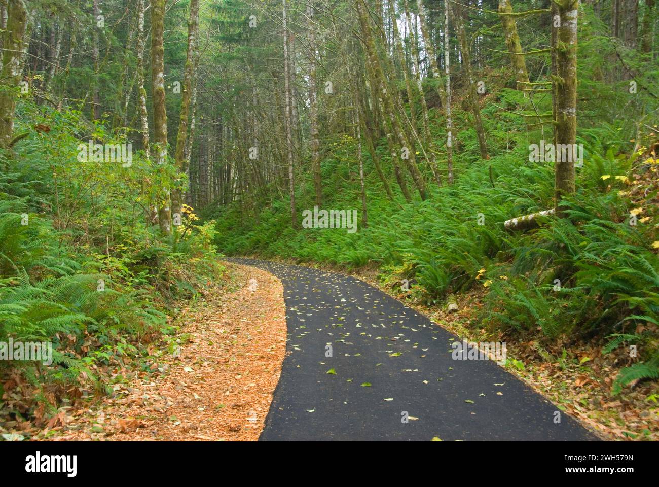 Rail trail, Banks-Vernonia Linear State Park, Stub Stewart State Park ...
