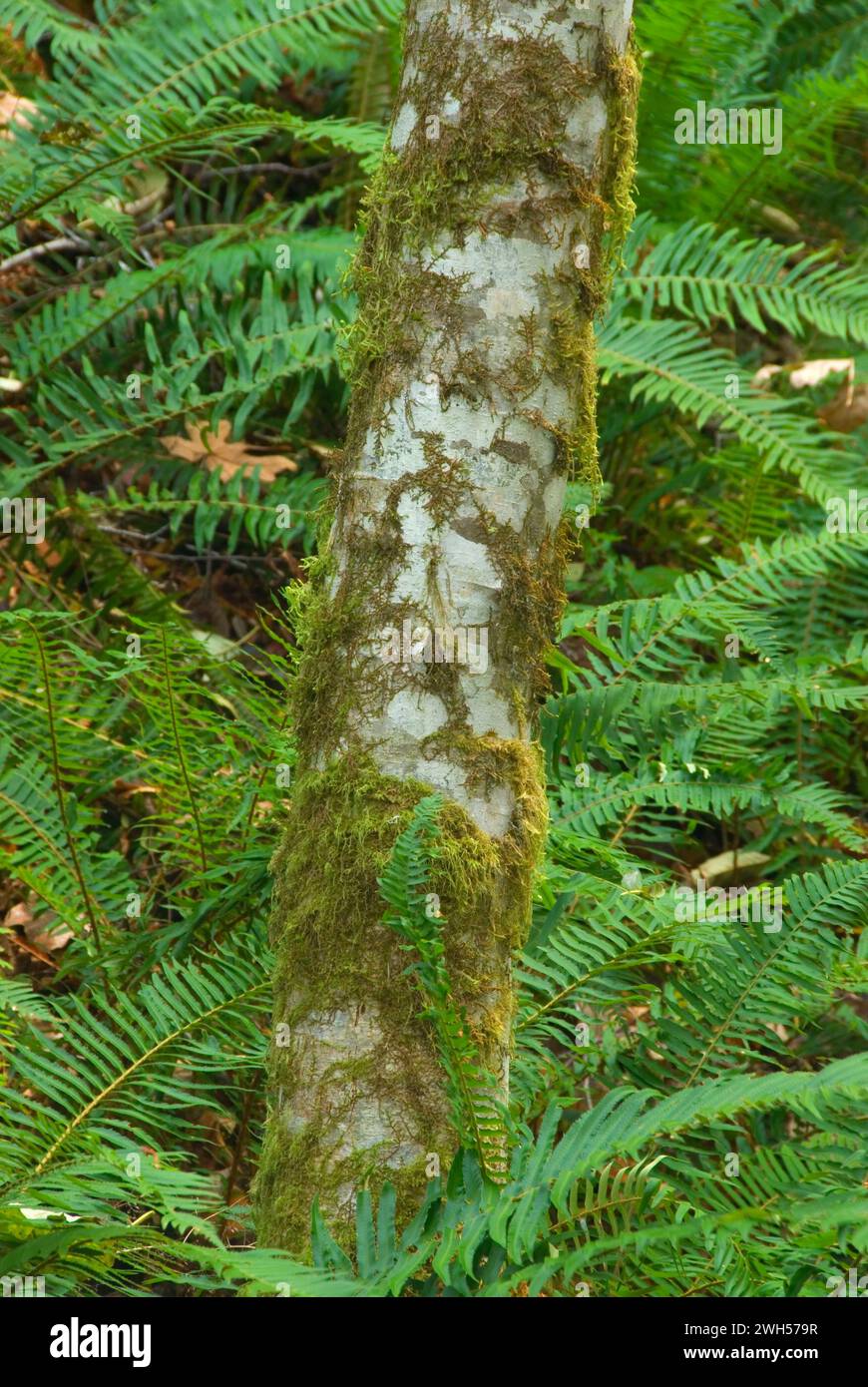 Sword fern with red alder, Banks-Vernonia Linear State Park, Stub ...