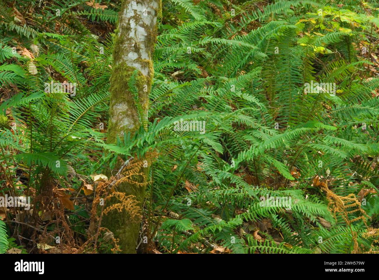 Sword fern with red alder, Banks-Vernonia Linear State Park, Stub ...