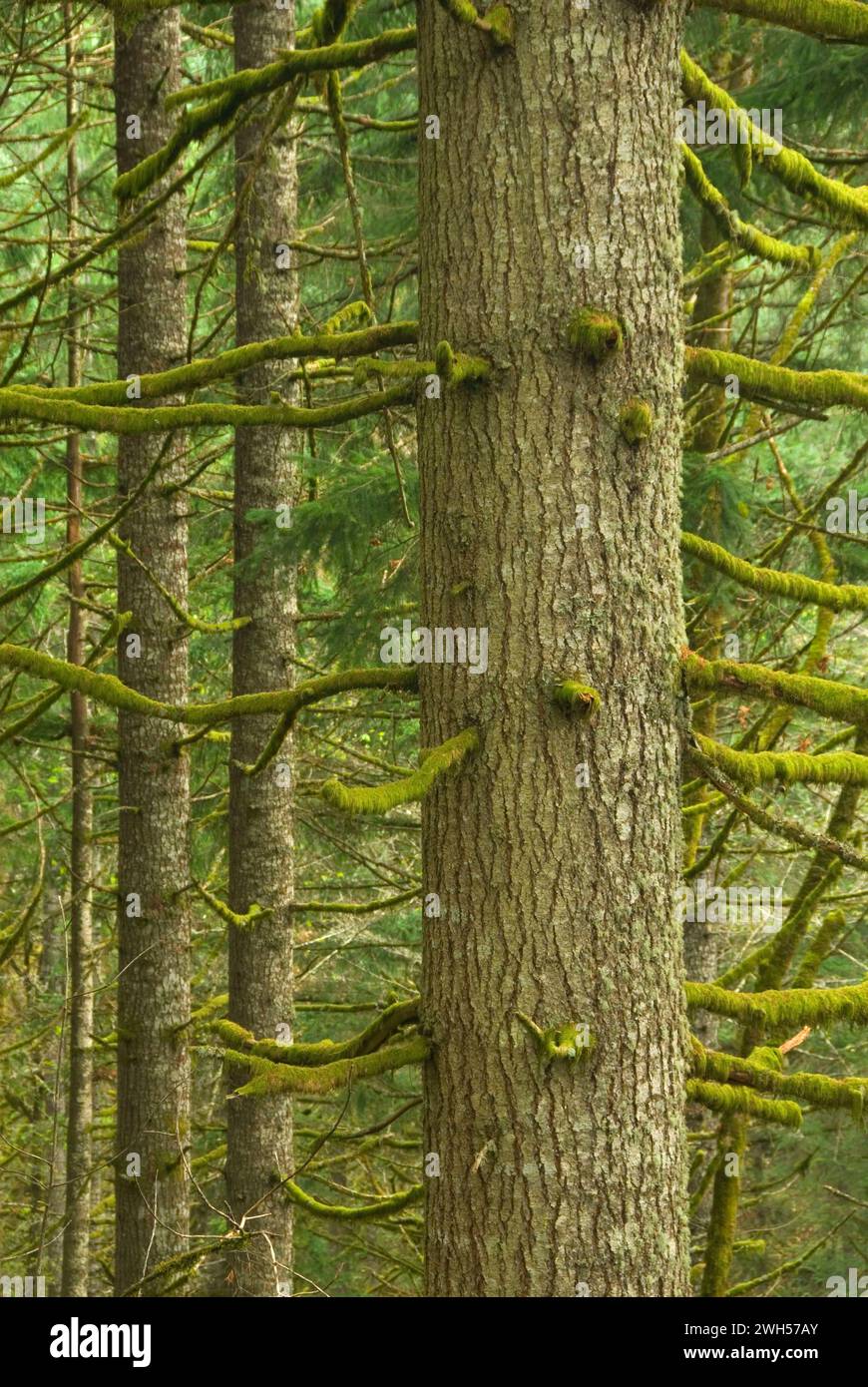 Douglas hollis hi-res stock photography and images - Alamy