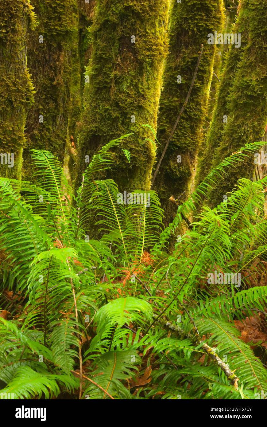 Sword fern with bigleaf maple along Bumping Knots Trail, Stub Stewart ...
