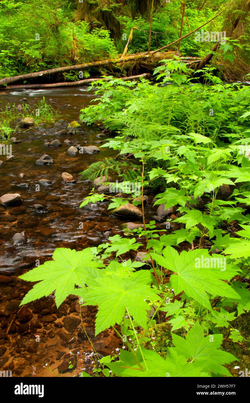 Gnat creek hi-res stock photography and images - Alamy