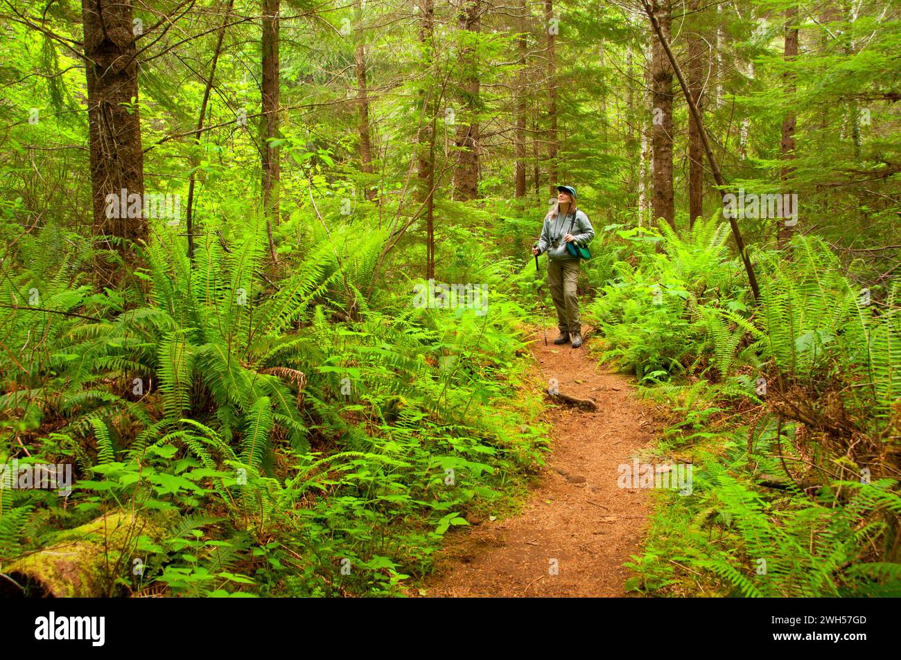 Gnat Creek Trail, Clatsop State Forest, Oregon Stock Photo - Alamy