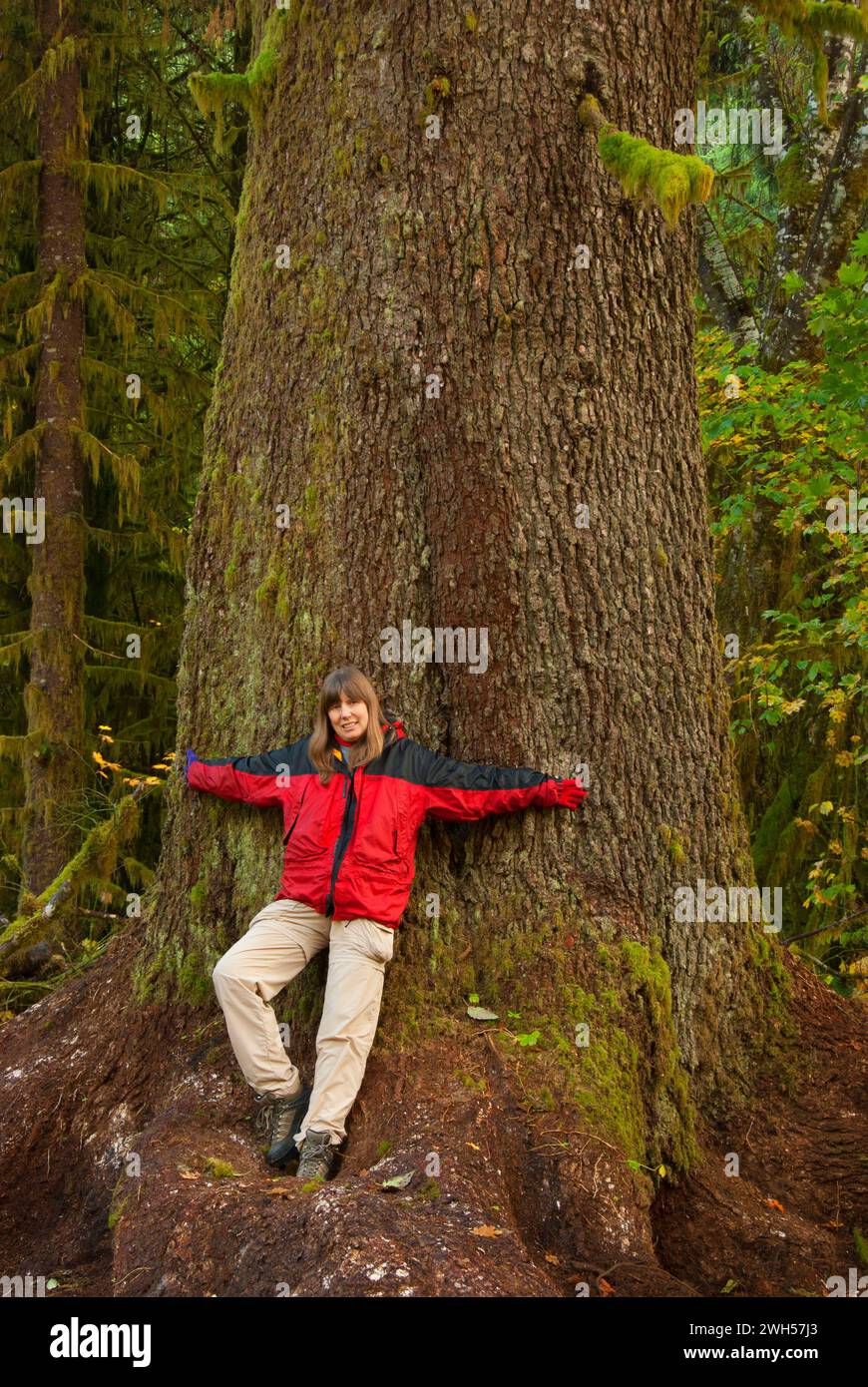 Sitka spruce along Big Tree Trail, Clatsop State Forest, Oregon Stock ...