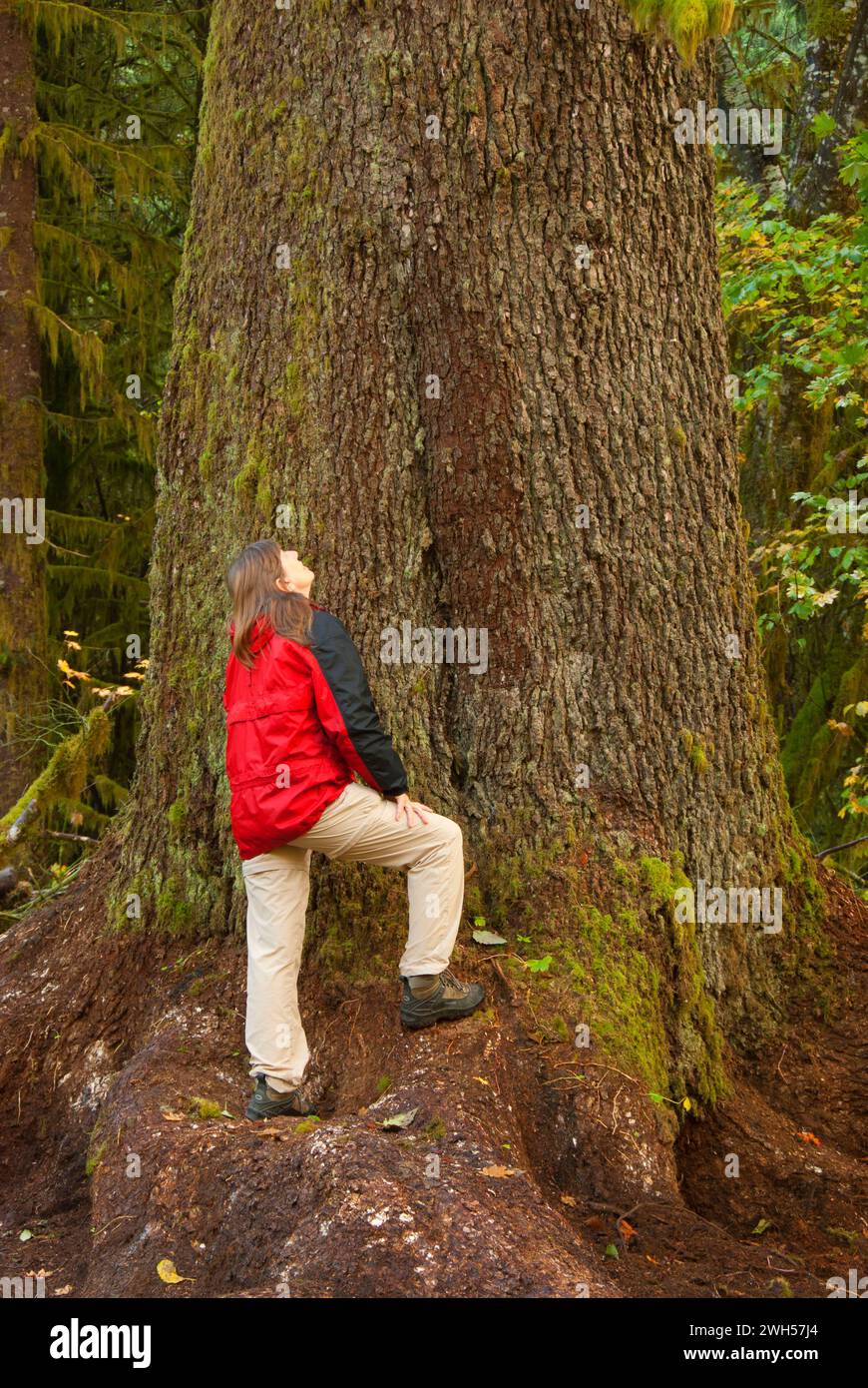 Sitka spruce along Big Tree Trail, Clatsop State Forest, Oregon Stock ...