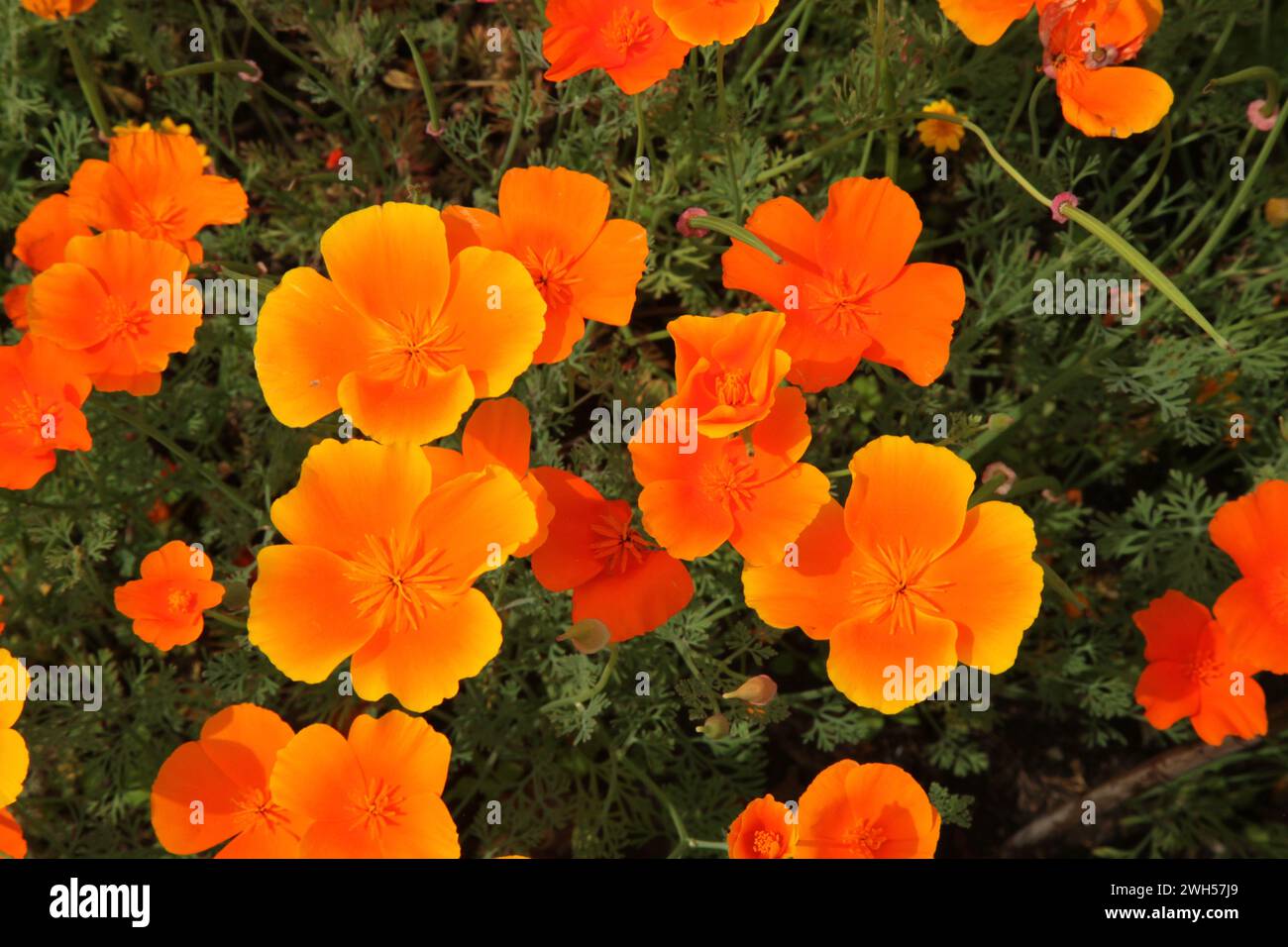 Georgeson botanical garden hi-res stock photography and images - Alamy