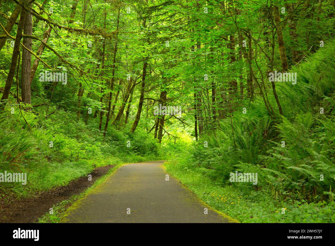 Rail trail, Banks-Vernonia Linear State Park, Stub Stewart State Park ...