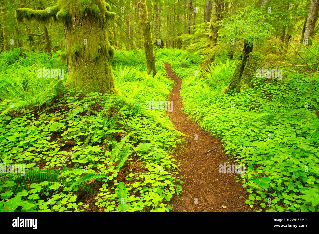 Bloom Lake Trail, Clatsop State Forest, Oregon Stock Photo - Alamy