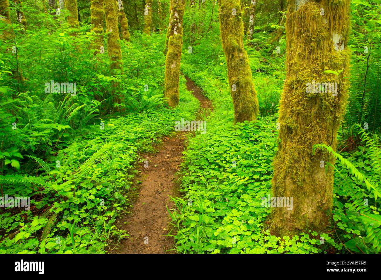 Lush oregon forest hi-res stock photography and images - Alamy