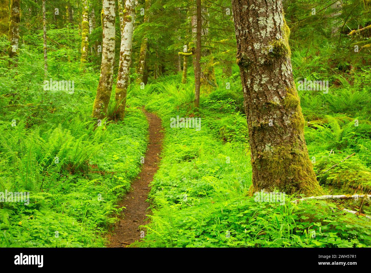 Clatsop state forest, hi-res stock photography and images - Alamy