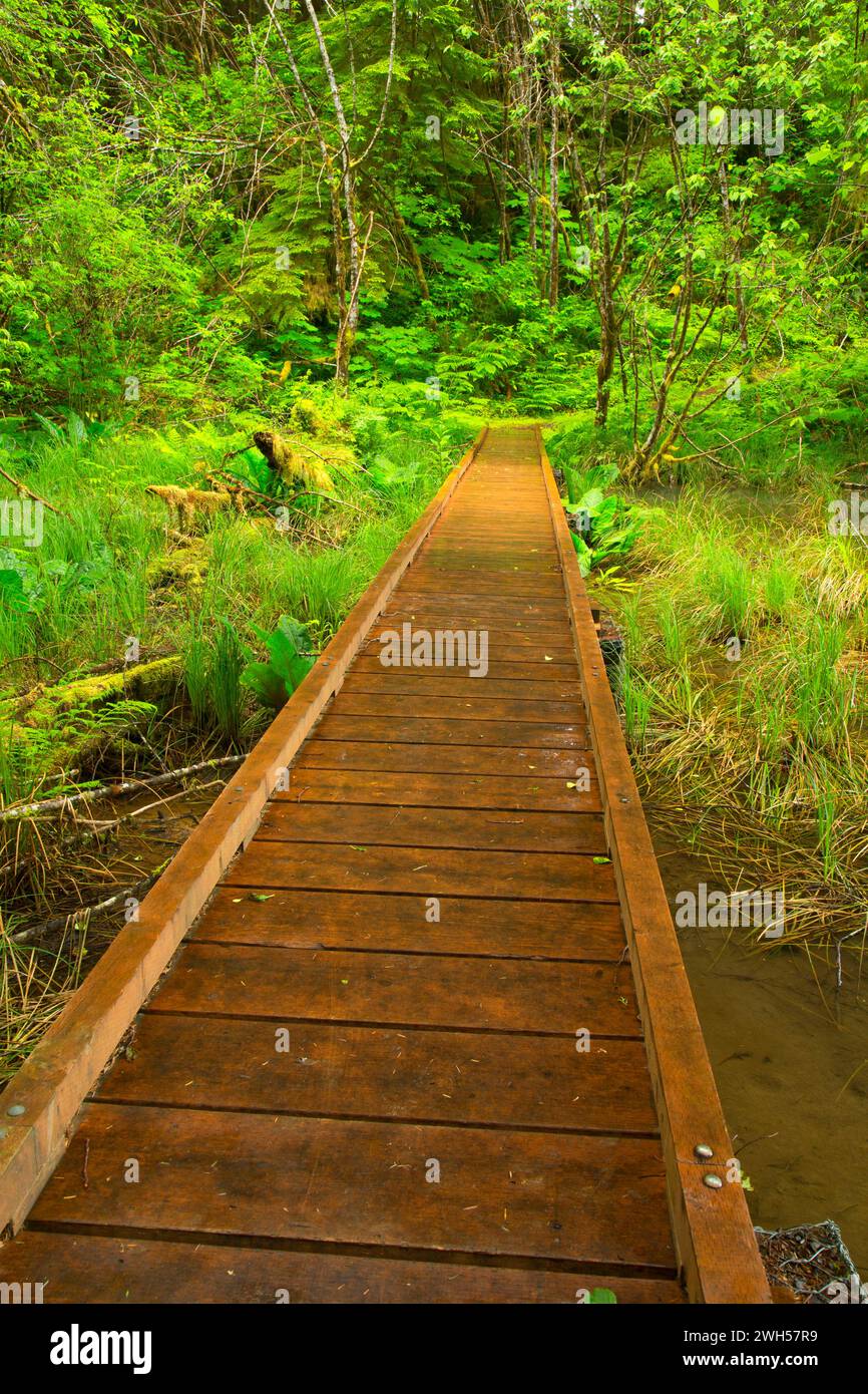Boardwalk on Soapstone Lake Trail, Clatsop State Forest, Oregon Stock ...