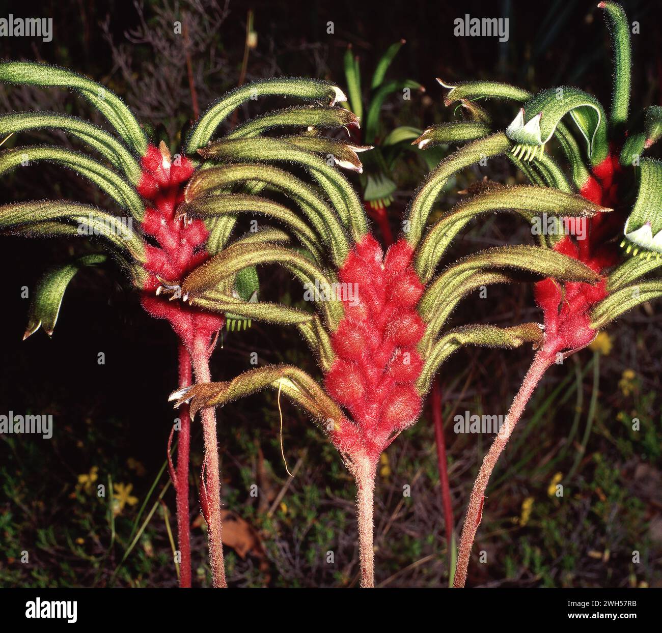 Anigozanthos manglesii, commonly known as the red-and-green kangaroo ...