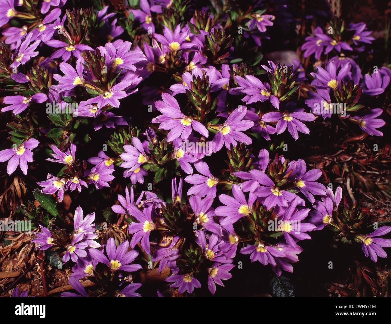 FAIRY FAN FLOWERS (SCAEVOLA AEMULA Stock Photo - Alamy