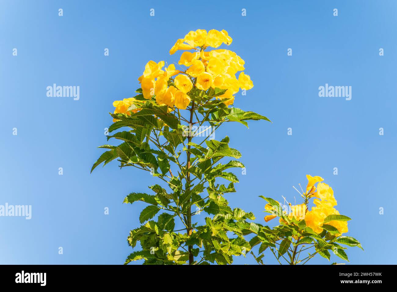 Tecoma stans yellow flowers close-up, yellow trumpetbush, yellow bells ...