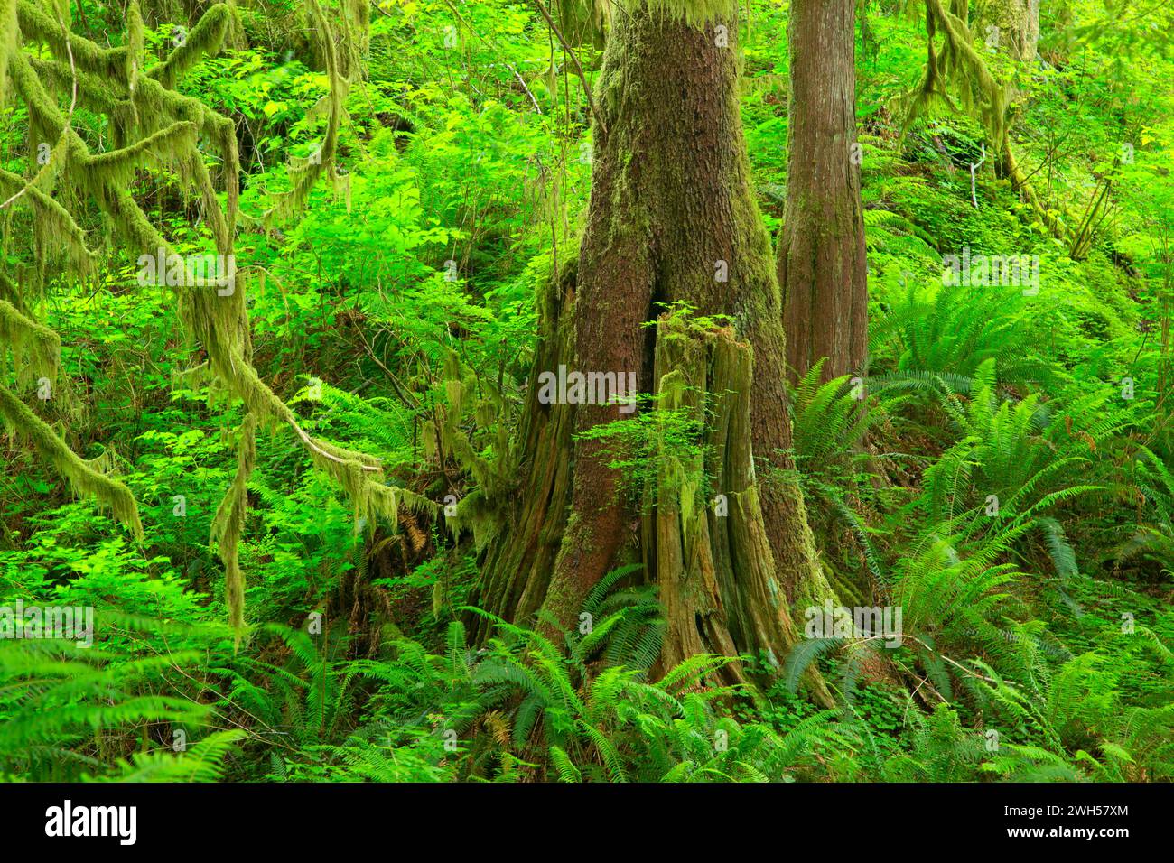 Nurse tree along Soapstone Lake Trail, Clatsop State Forest, Oregon ...