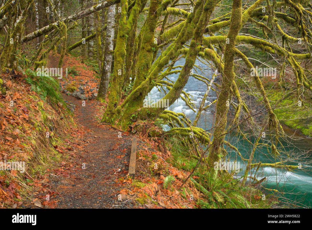 Tillamook state forest wilson river hi-res stock photography and images ...
