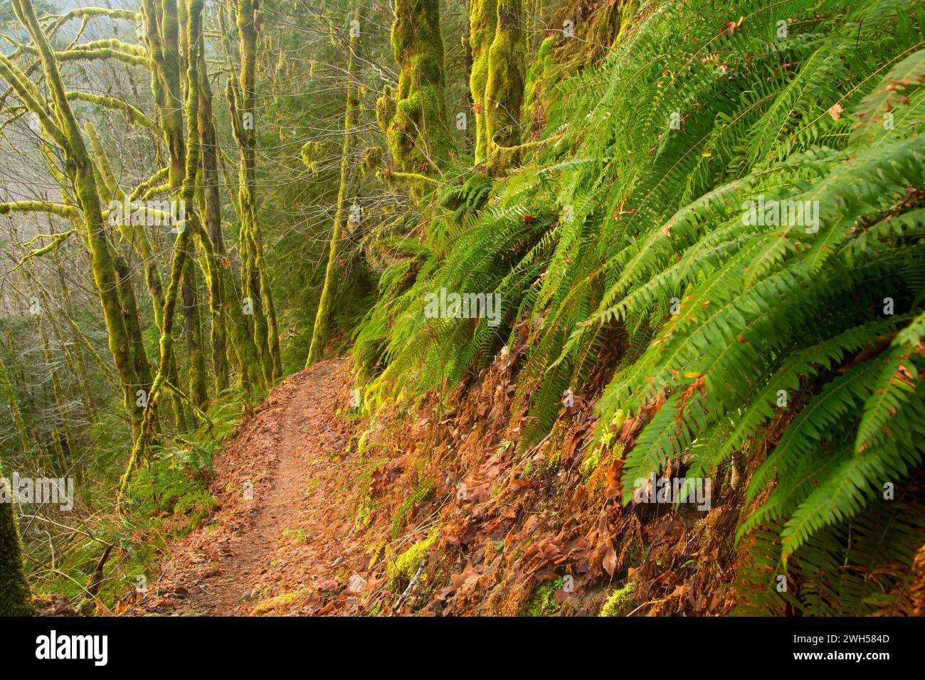 Tillamook state forest wilson river hi-res stock photography and images ...