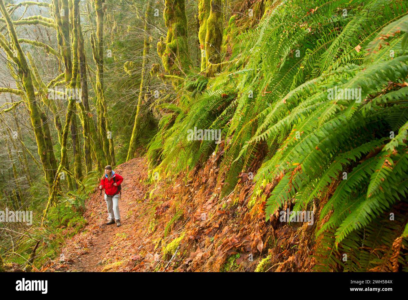 Tillamook state forest wilson river hi-res stock photography and images ...