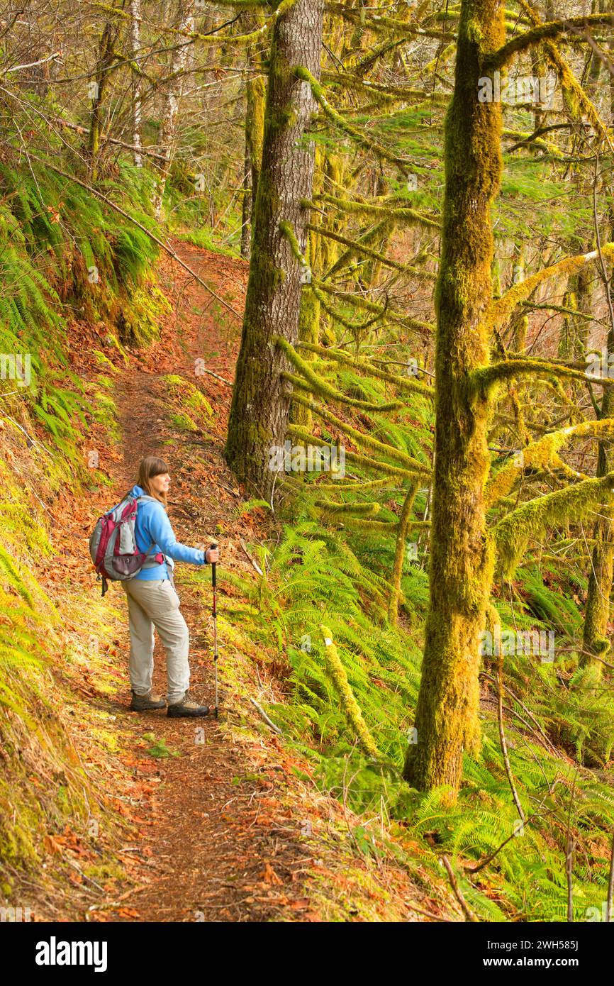 Wilson River Trail, Tillamook State Forest, Oregon Stock Photo - Alamy
