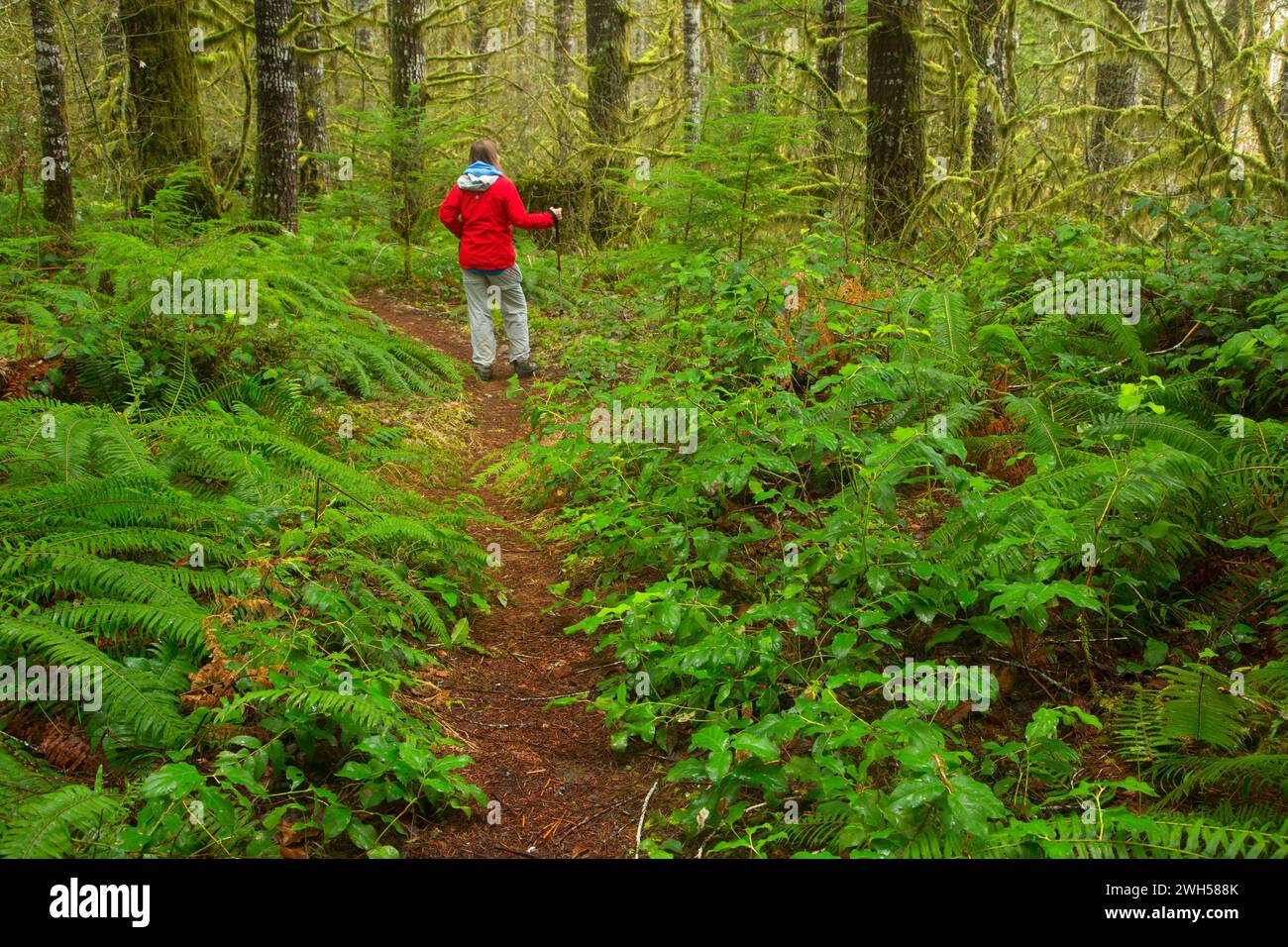 Four point hi-res stock photography and images - Alamy