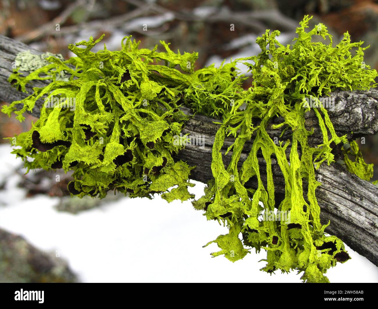 Bright green Lichen on a grey branch in Beartooth Mountains, Montana ...
