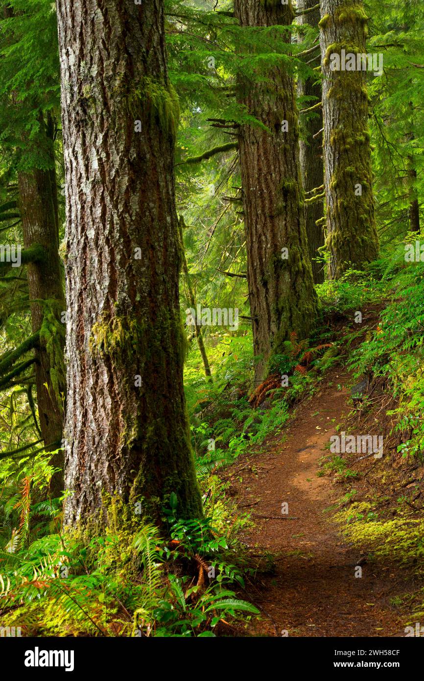 Gnat Creek Trail, Clatsop State Forest, Oregon Stock Photo - Alamy