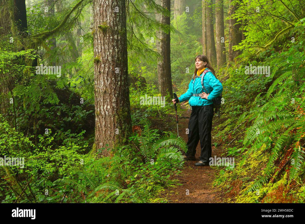 Gnat Creek Trail, Clatsop State Forest, Oregon Stock Photo - Alamy