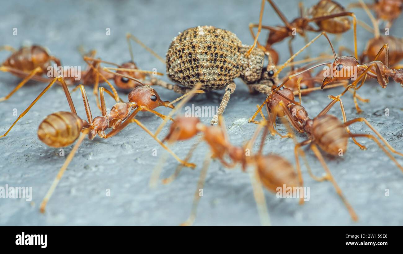 Red ants team is moving the prey, Red ants is team work, Selective ...