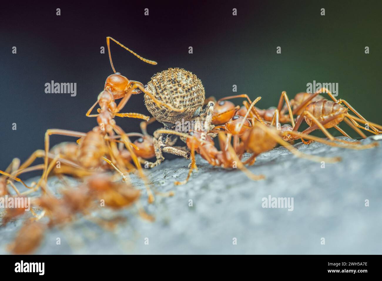 Red ants team is moving the prey, Red ants is team work, Selective ...