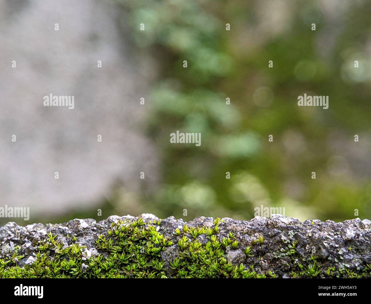Nature background blured. Closeup green damp woods flora moss covered ...