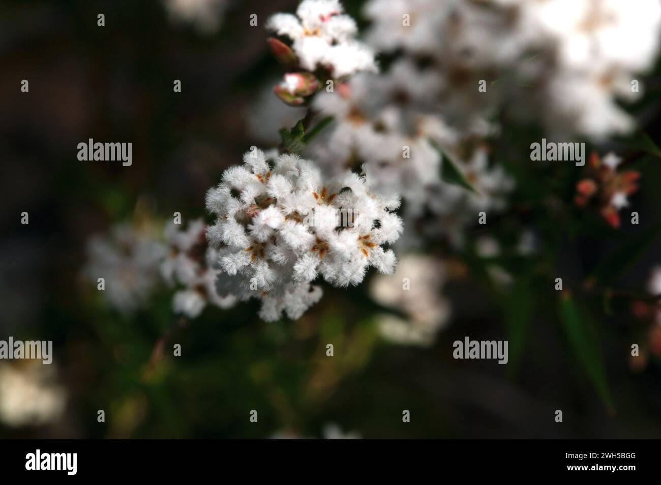 Slender Rice Flower (Pimelea Linifolia) looks like it should be called ...