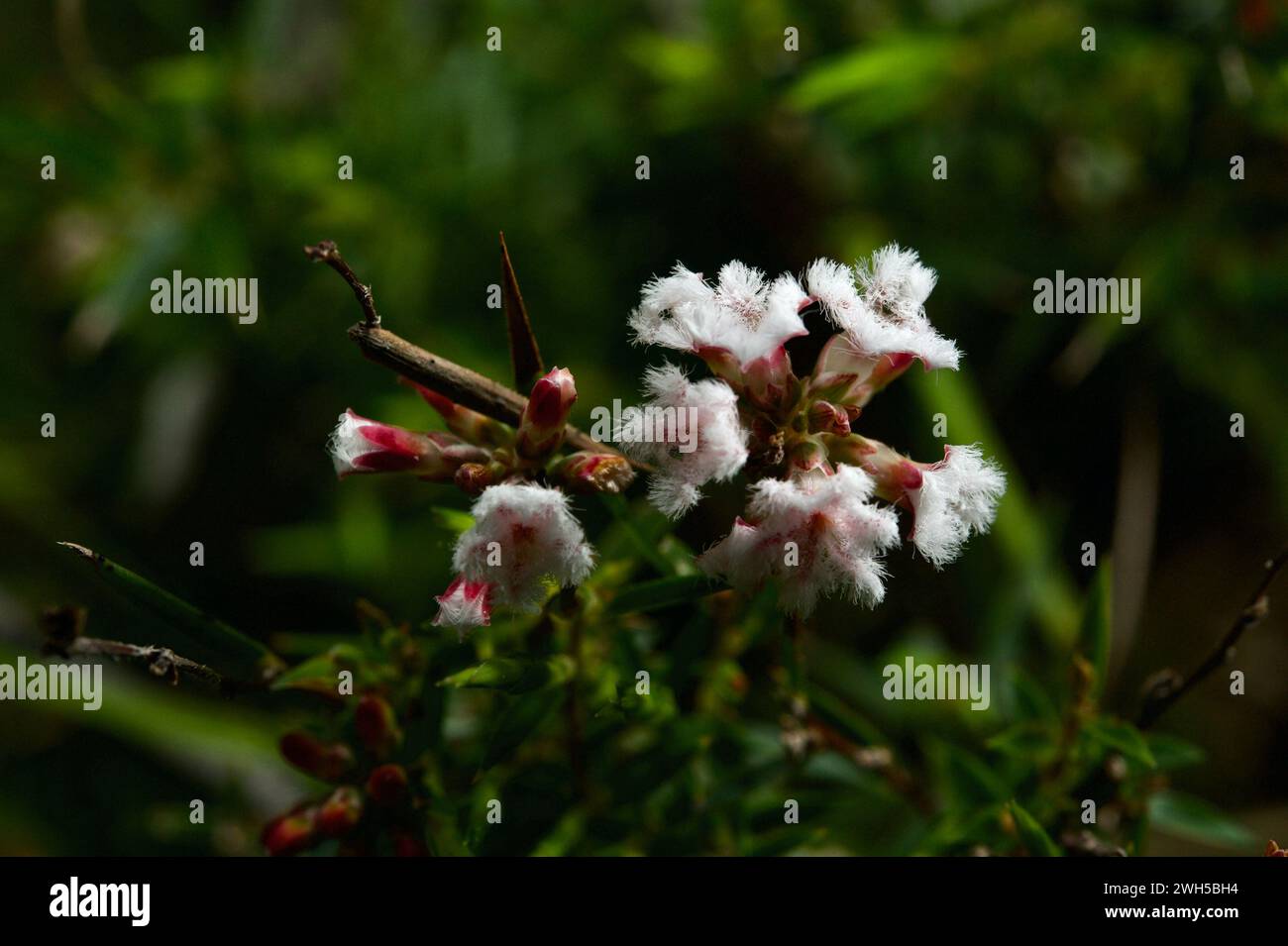 Slender Rice Flower (Pimelea Linifolia) looks like it should be called ...