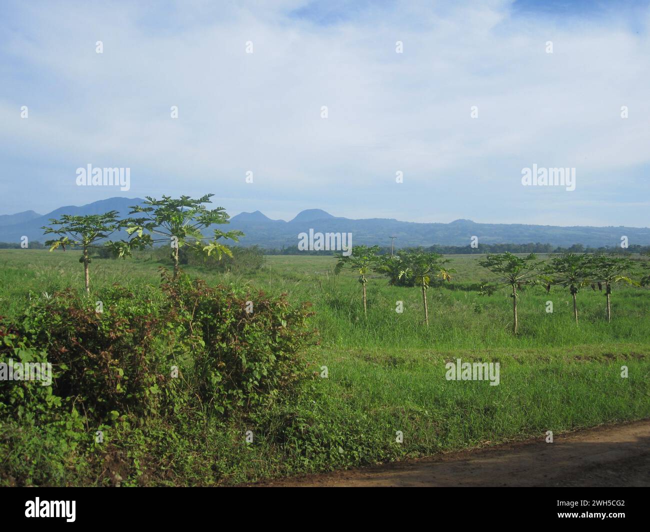 Photo of a pineapple plantation with Mount Capistrano in background in ...