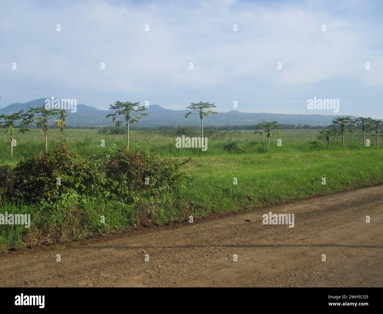 Photo of a pineapple plantation with Mount Capistrano in background in ...