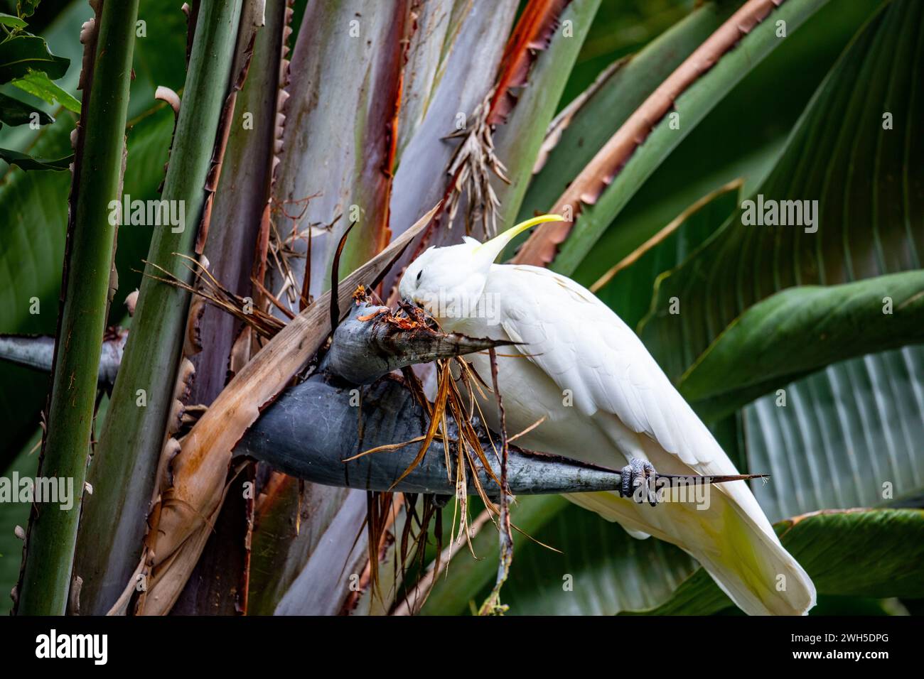 White sulphur crested australian cockatoo, cacatua galleria, perched in ...