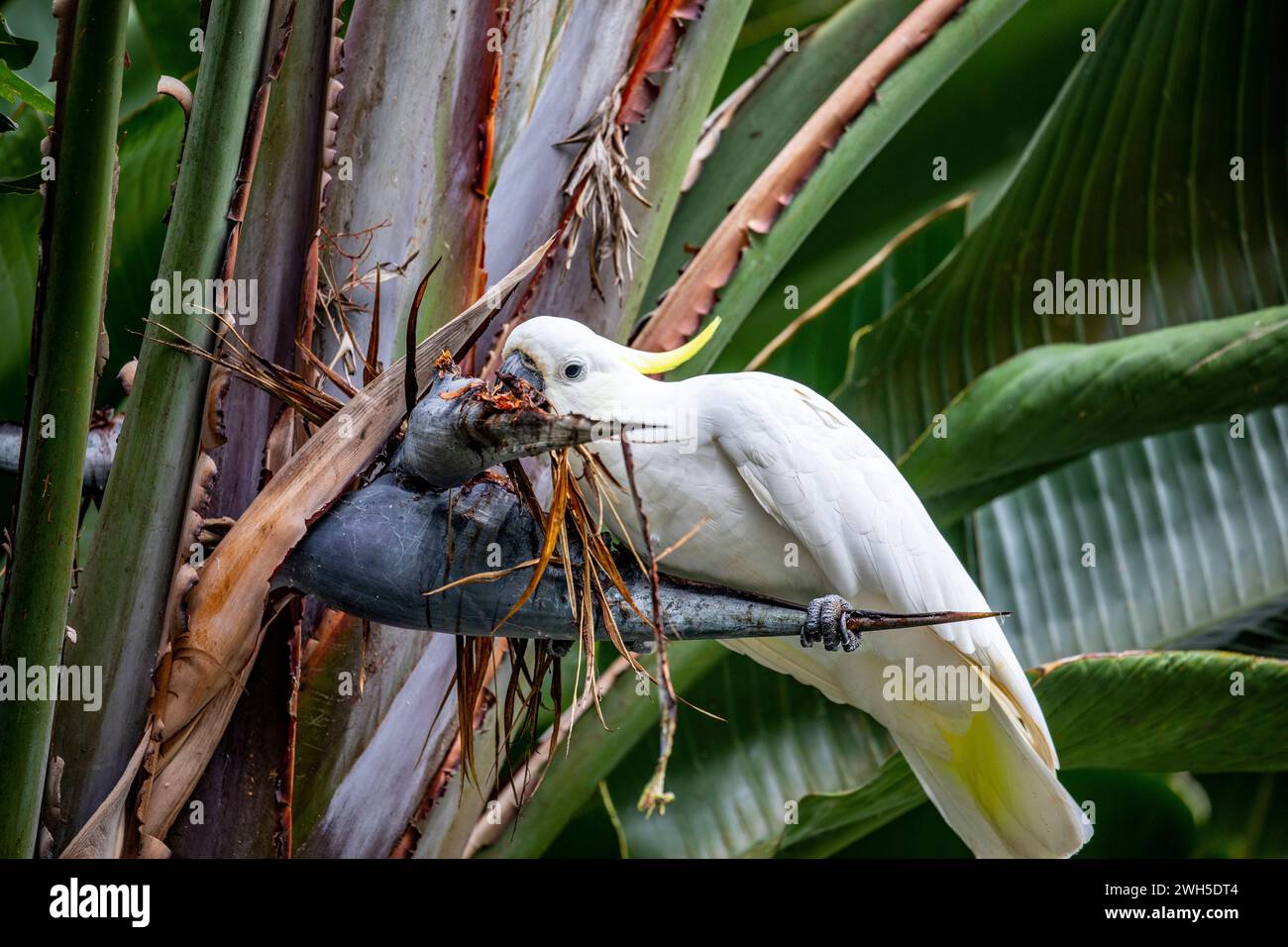 White sulphur crested australian cockatoo, cacatua galleria, perched in ...