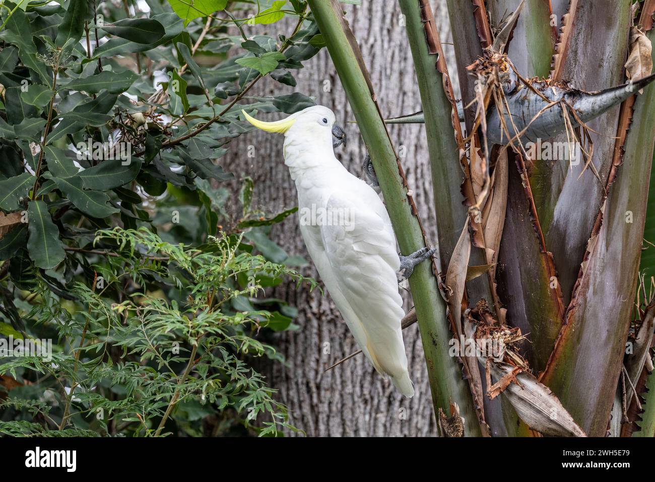 White sulphur crested australian cockatoo, cacatua galleria, perched in ...
