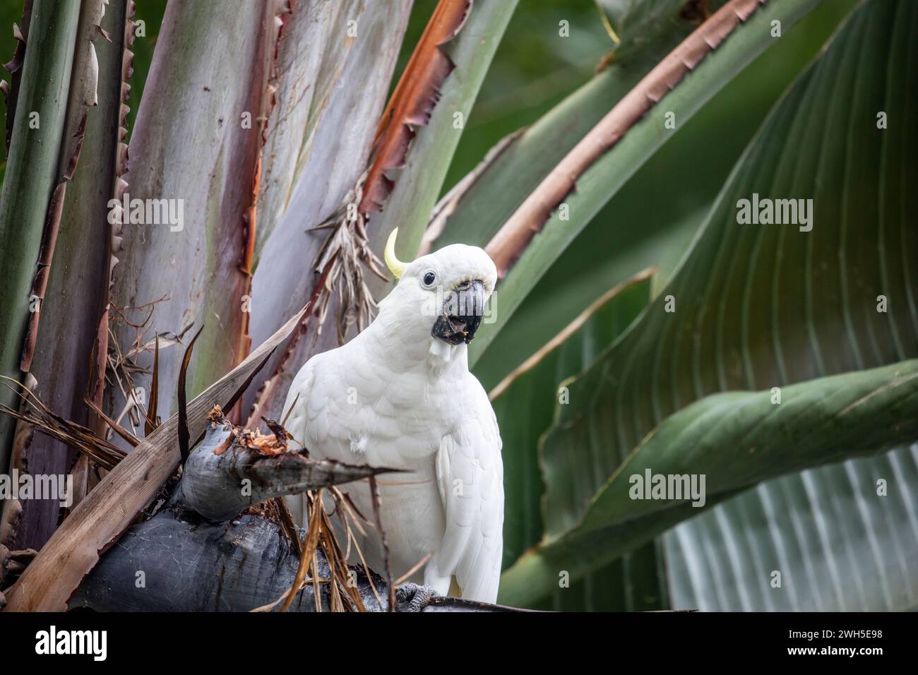 White sulphur crested australian cockatoo,cacatua galleria, perched in ...