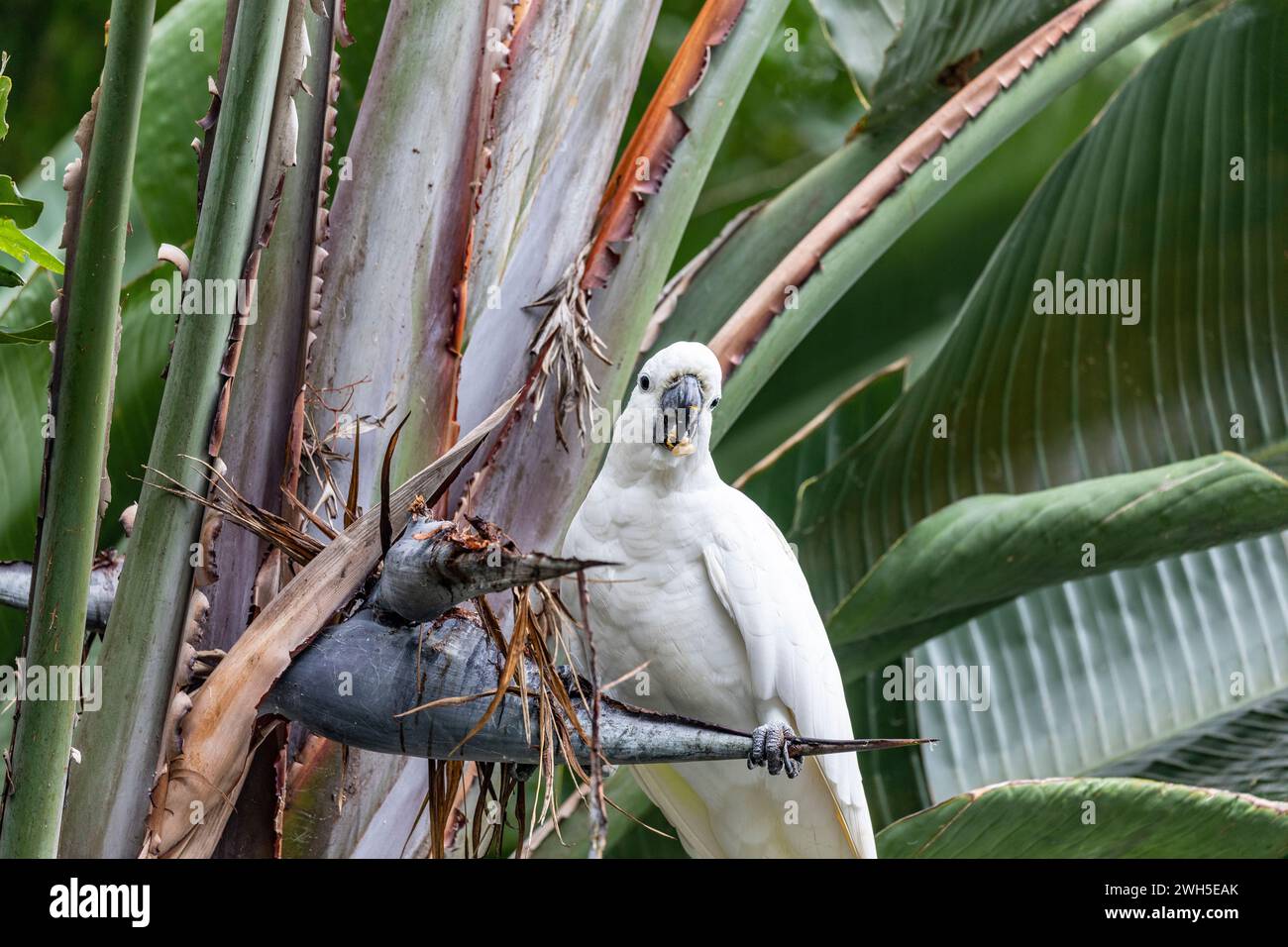 White sulphur crested australian cockatoo, cacatua galleria, perched in ...
