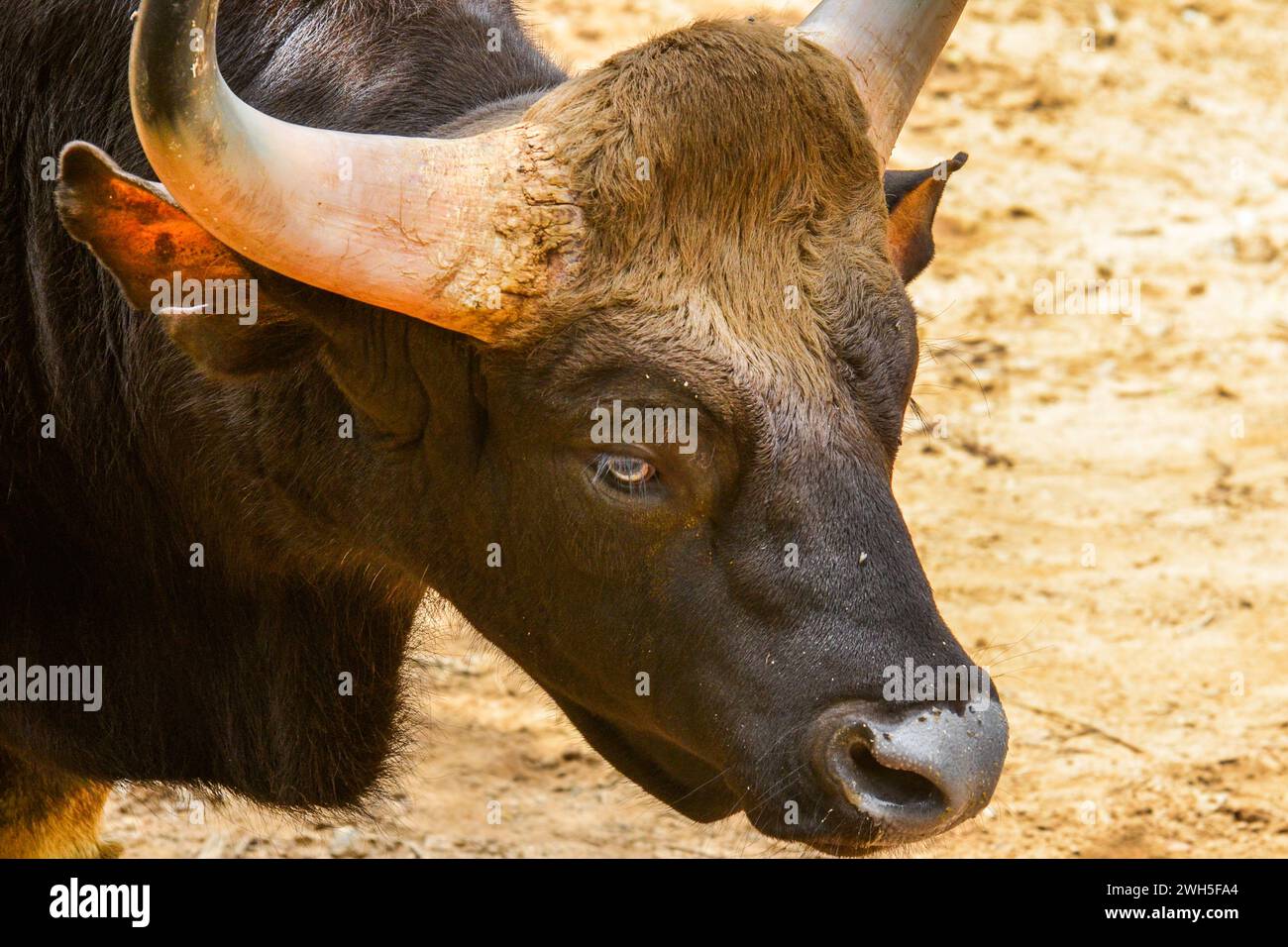 Indian bison face hi-res stock photography and images - Alamy