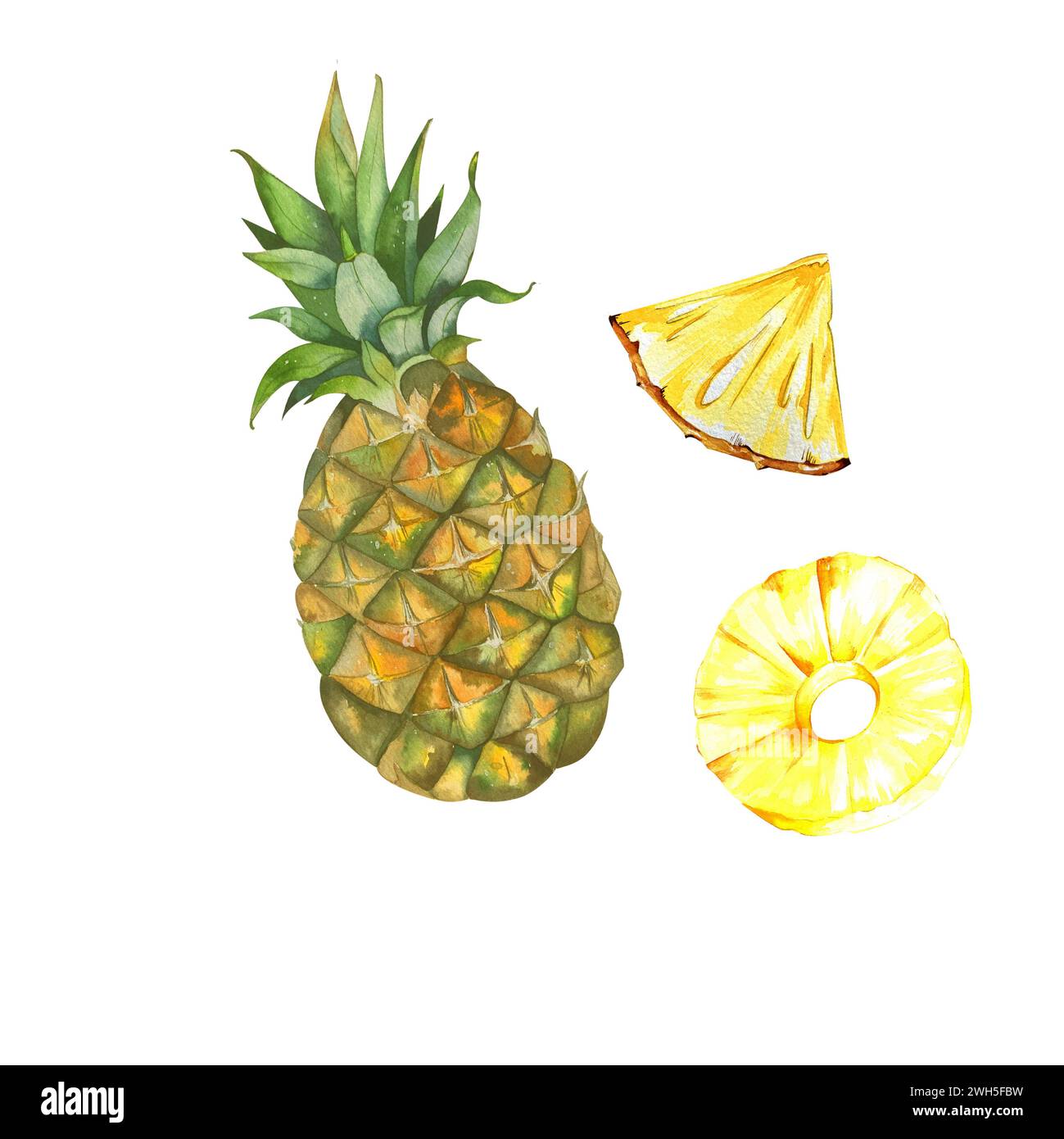 bright watercolor illustration of a pineapple with pieces. handmade ...